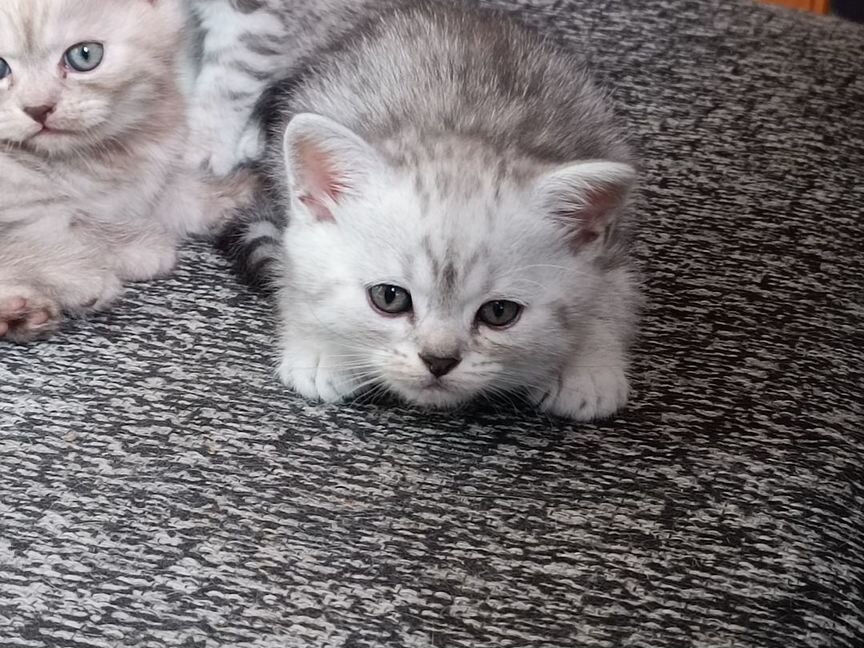 Британские котята