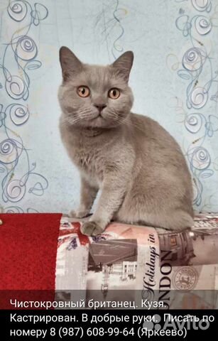 Британский кот