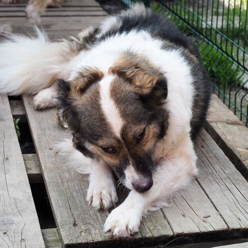 Собака в добрые руки