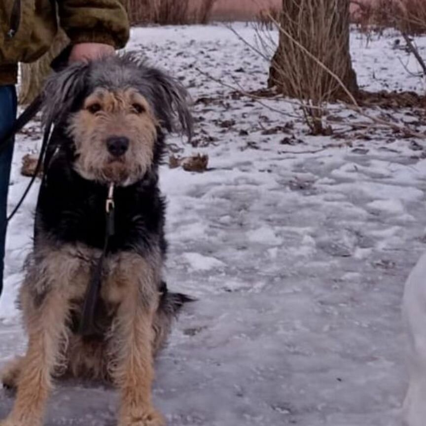 Собака в добрые руки