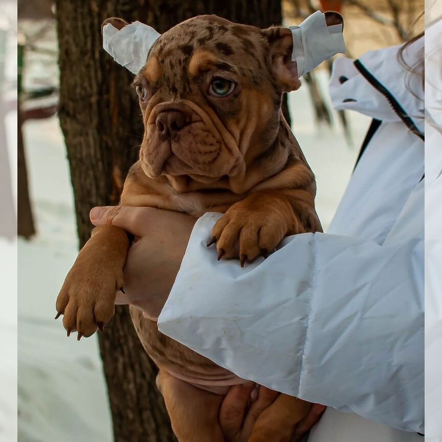 Французский бульдог, щенок