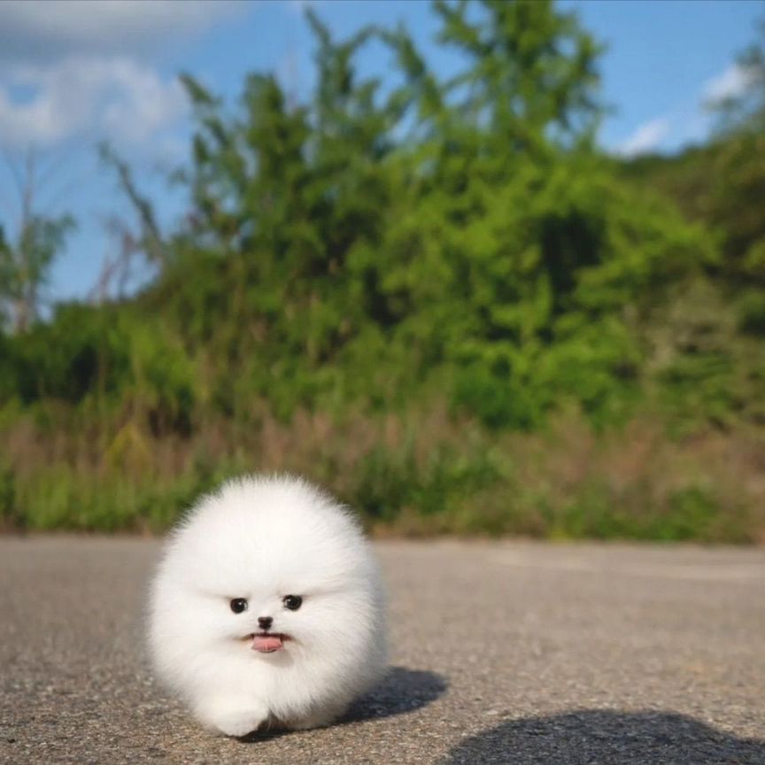 Шикарные медведи щенки мини шпица