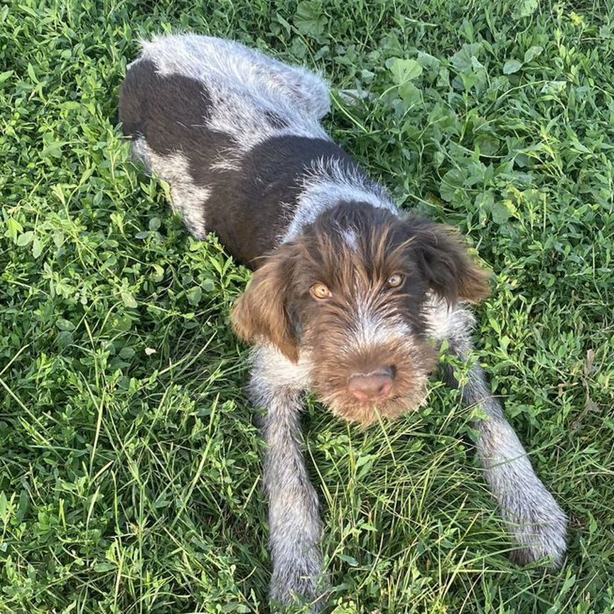 Дратхаар, щенок