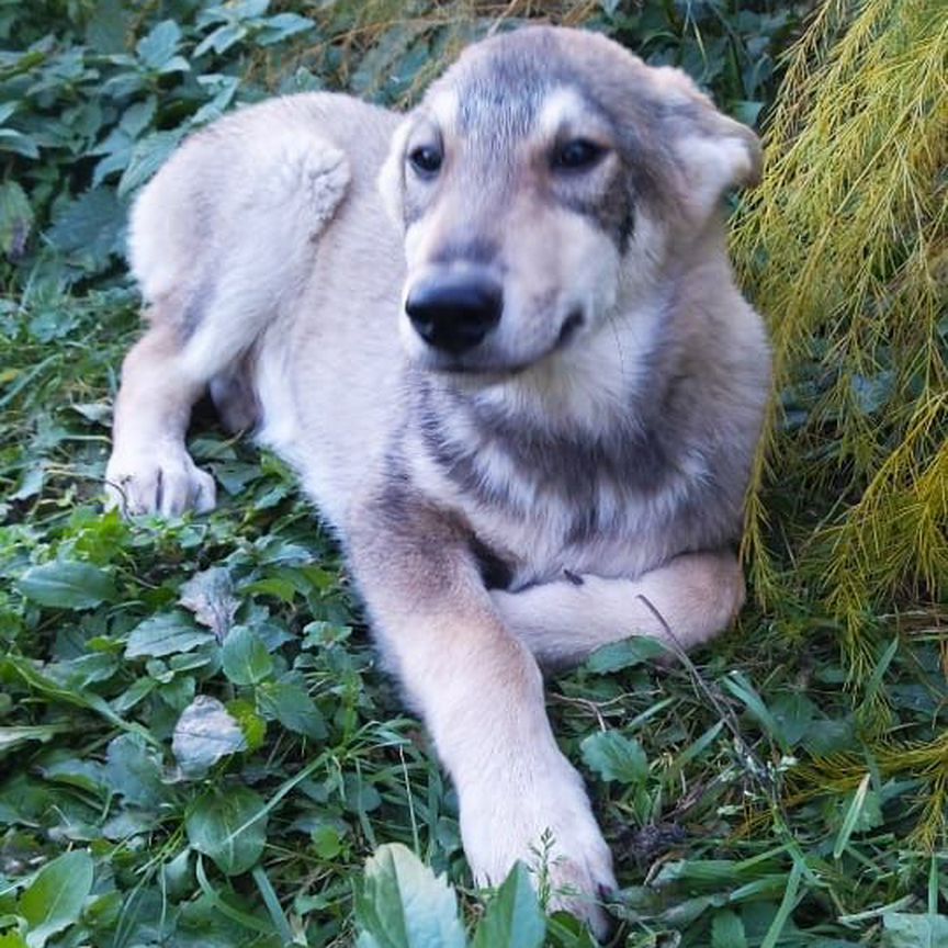 Пират в добрые руки