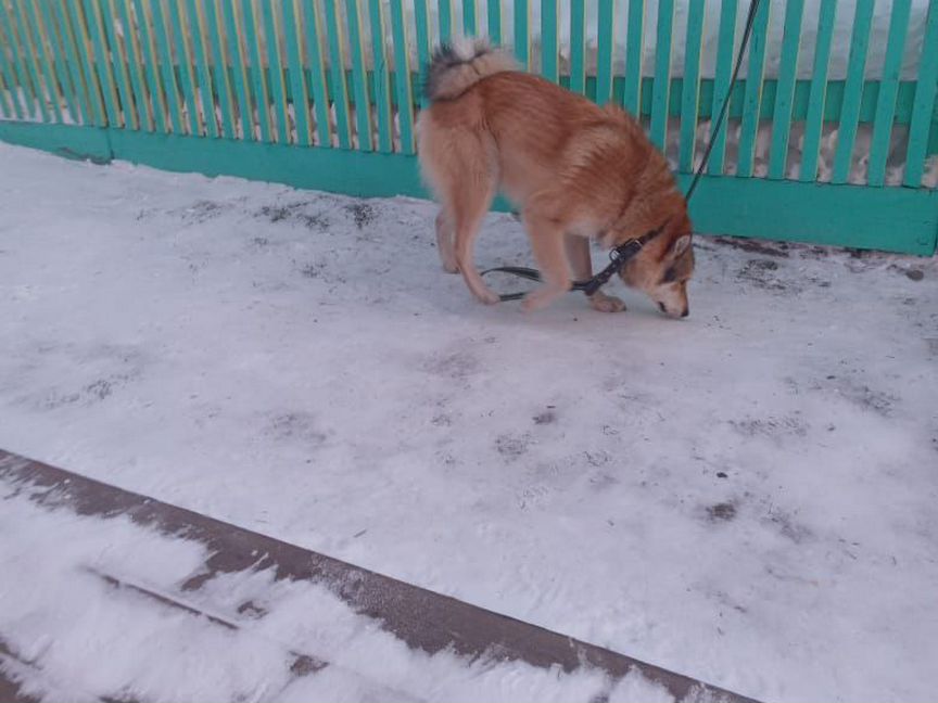 Лайка зсл