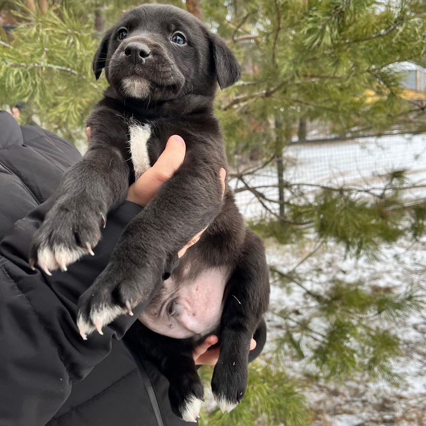 Щенок в добрые руки