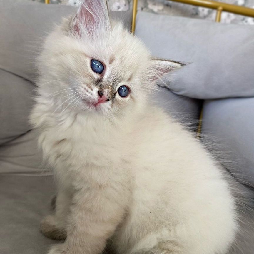 Породистый котенок