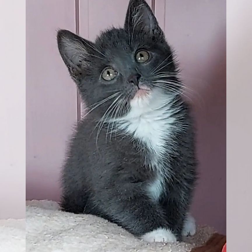 Котёнок в добрые руки