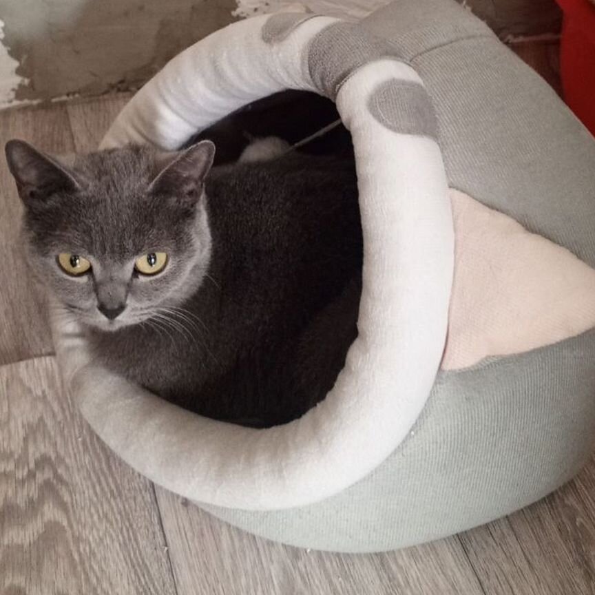 Кошка в добрые руки