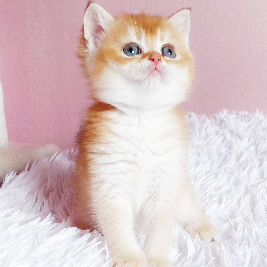 Британские котята золотая шиншилла