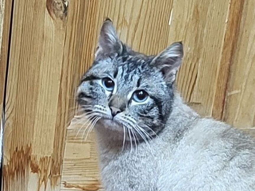 Молодой кот