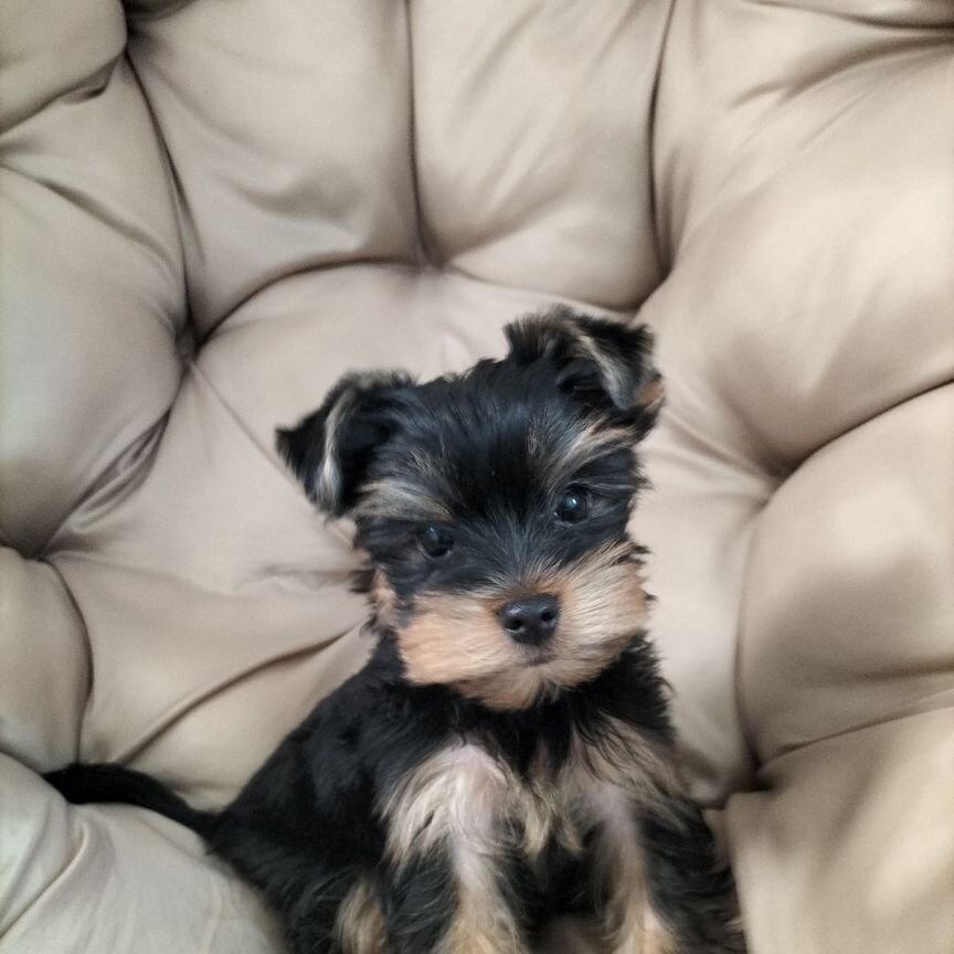 Йоркширский терьер щенки