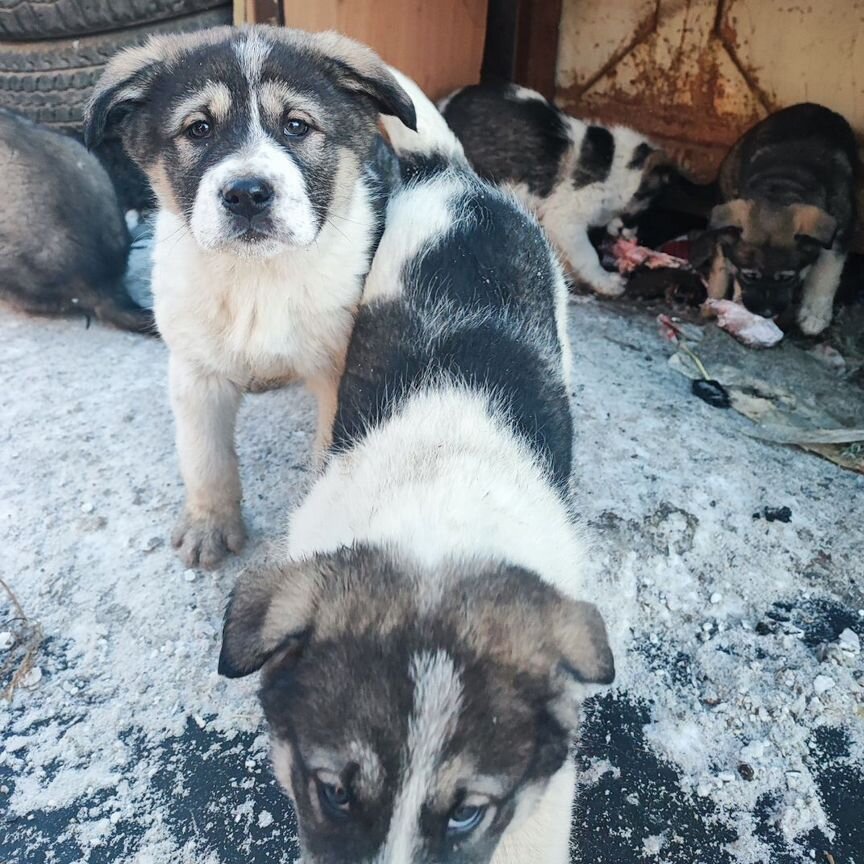 Пятнышки ищут дом