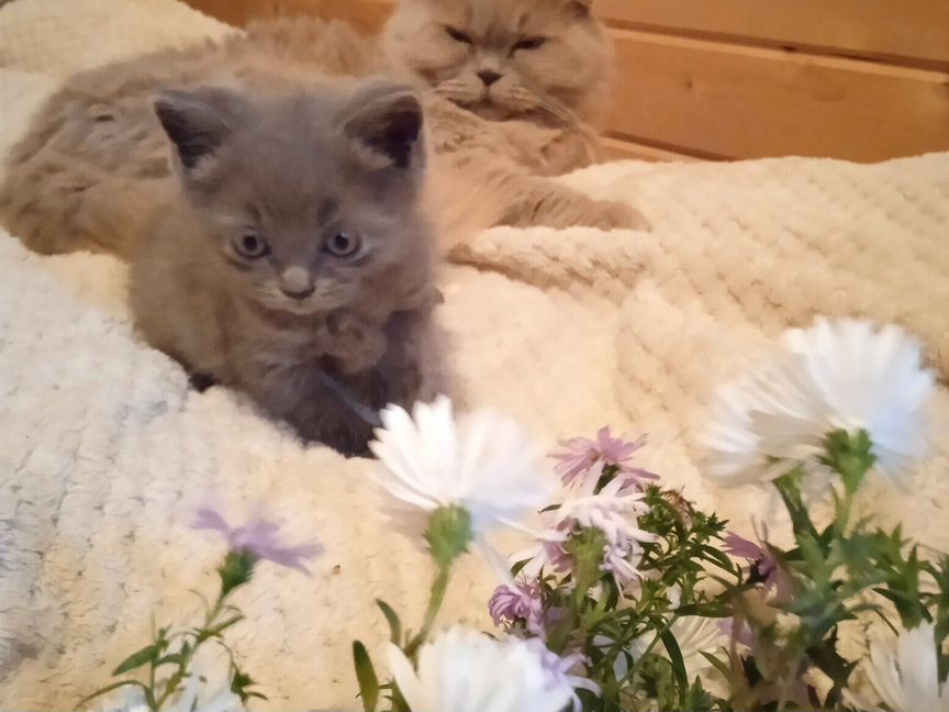 Шотландские Котята