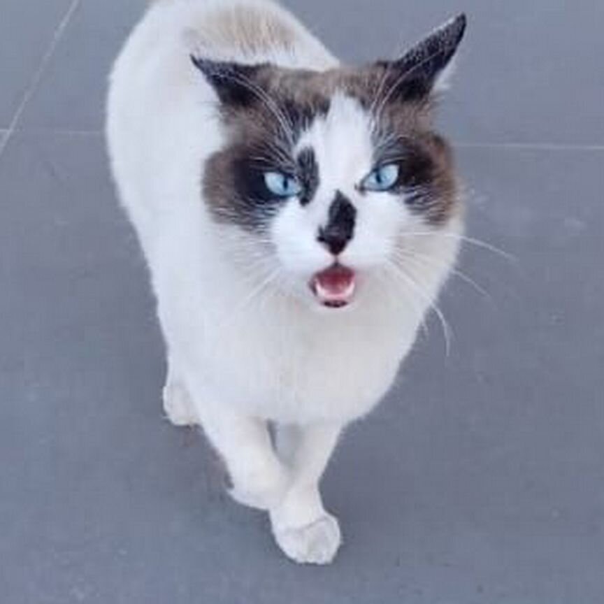 Взрослый кот в добрые руки