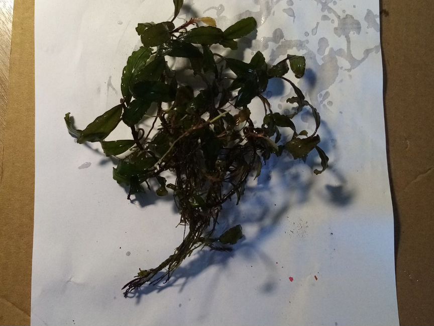 Аквариумные растения