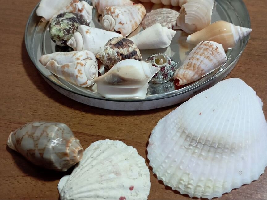 Морские ракушки раковины