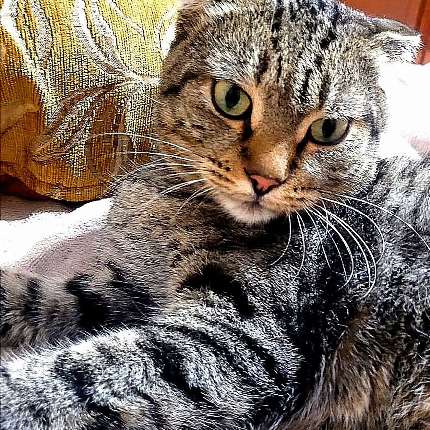 Вислоухий котик ищет хозяина