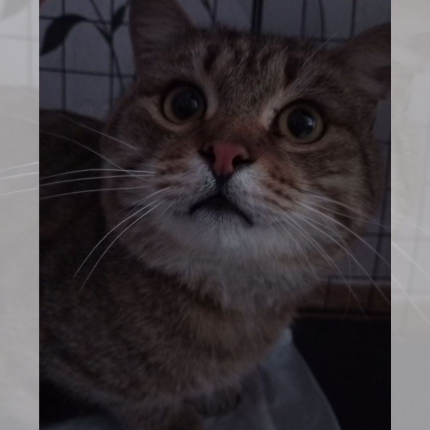 Взрослый кот в добрые руки