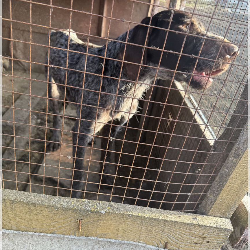 Дратхаар, взрослый пёс