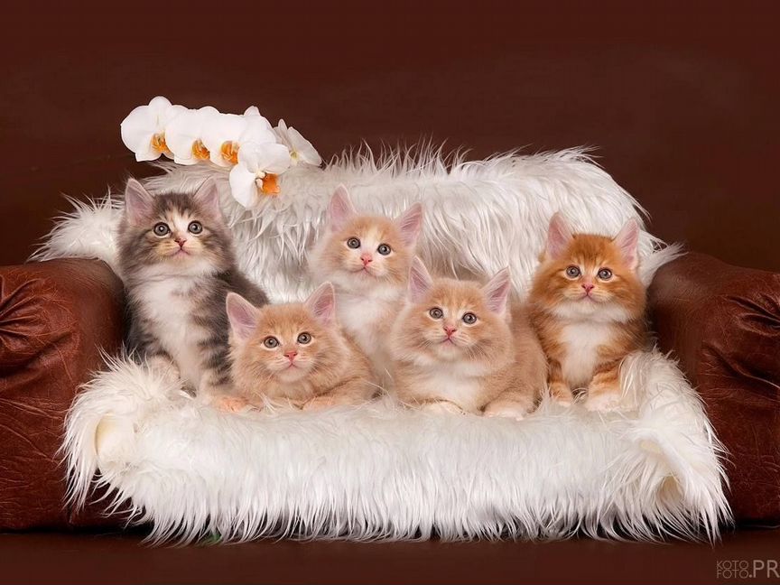 Котята курильского бобтейла