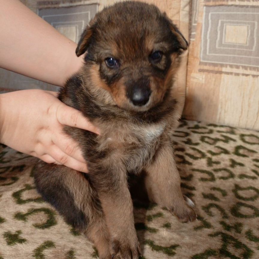 Щенок в добрые руки мальчик