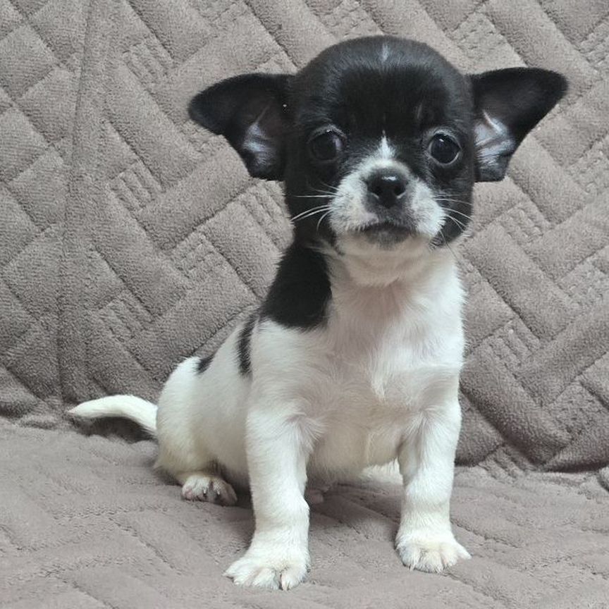 Чихуахуа, щенок