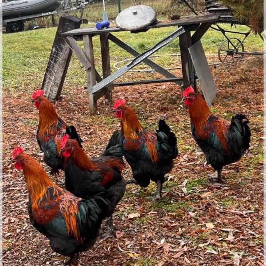 Петухи породы Маран возраст 4 месяца