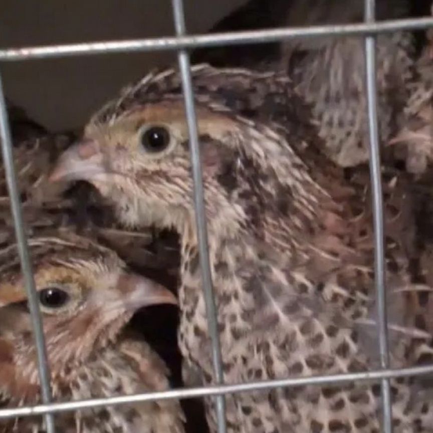 Перепела самцы