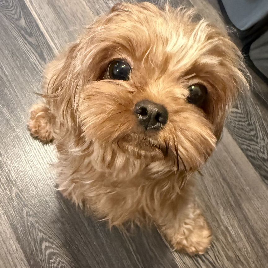 Кавапу, взрослая собака