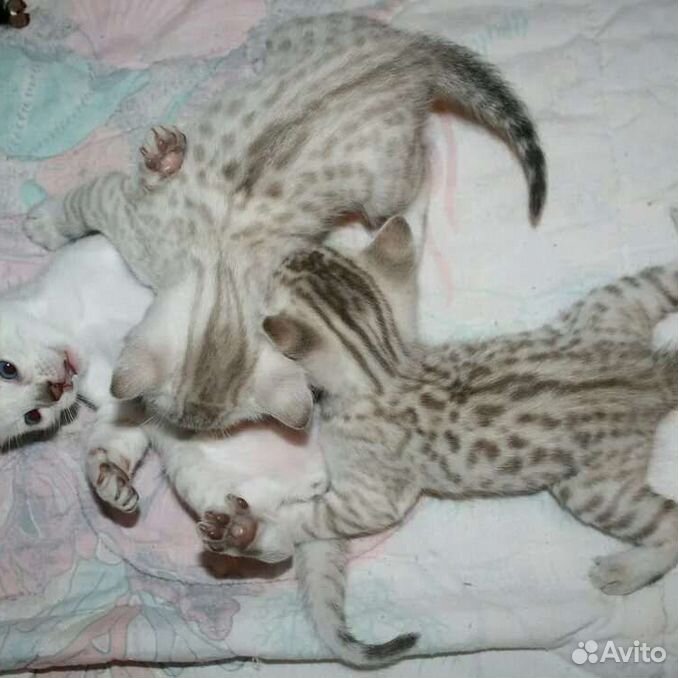 Элитные Бенгальские котята
