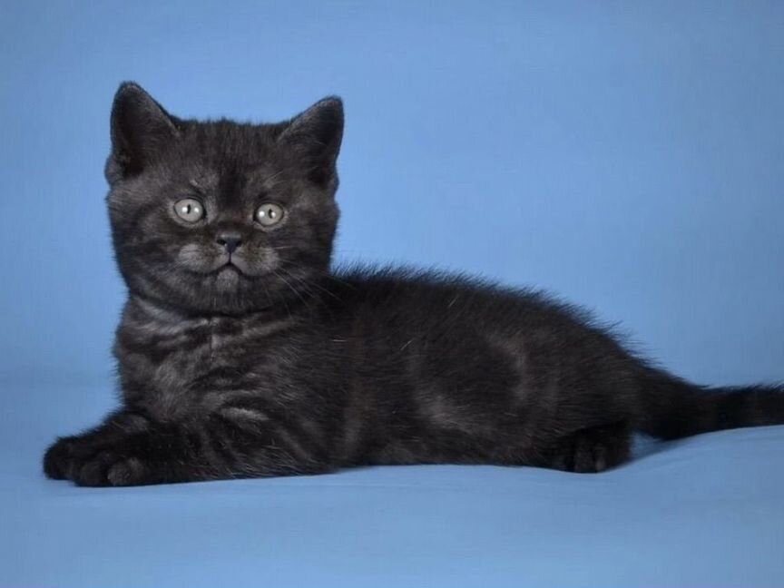 Котенок мальчик