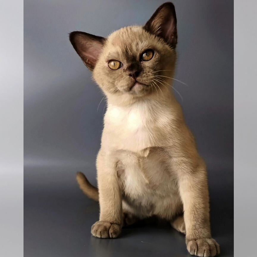 Европейский бурманский котёнок