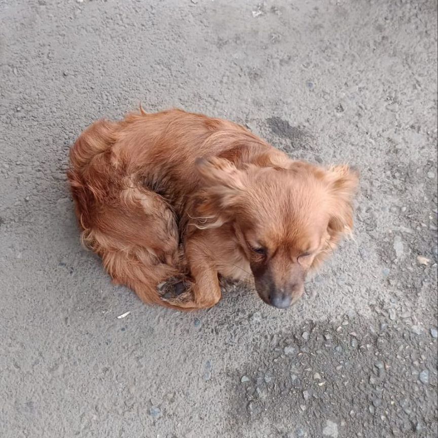 Чей потеряшка