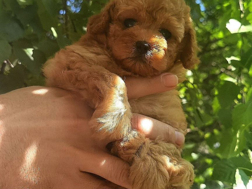 Мальтипу f1 девочка