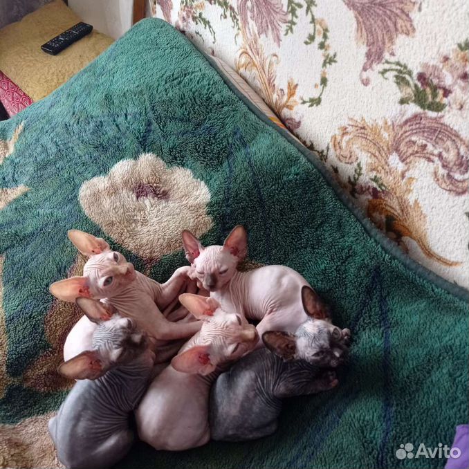 Котята канадцы