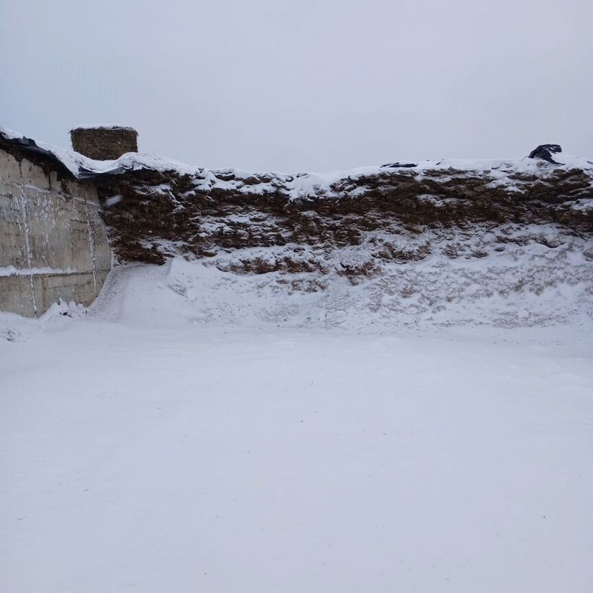 Силос кукурузный, сенаж многолетних трав