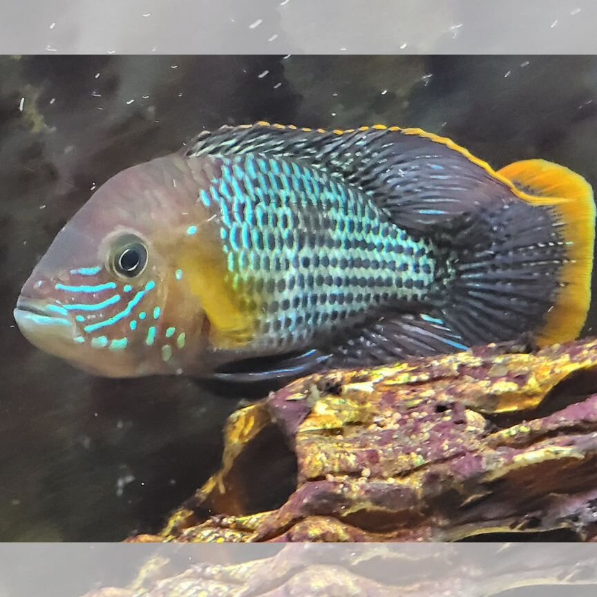 Акара Бирюзовая