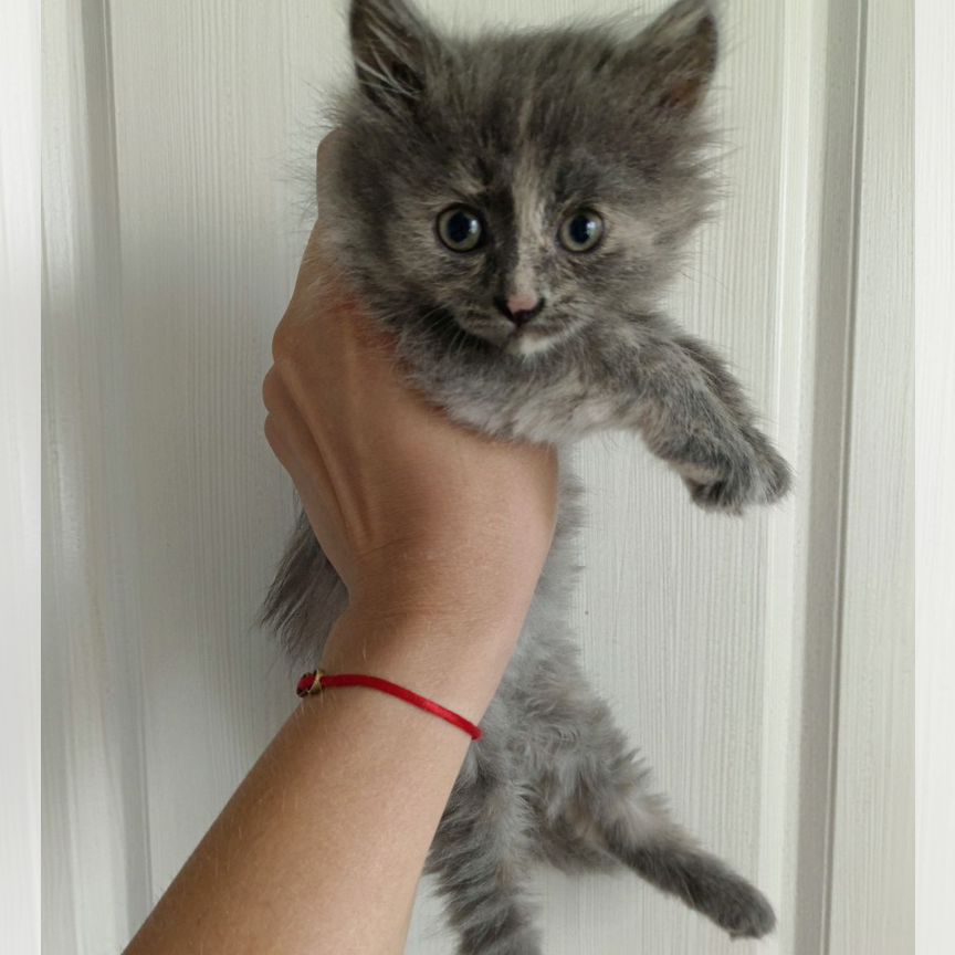 Котенок