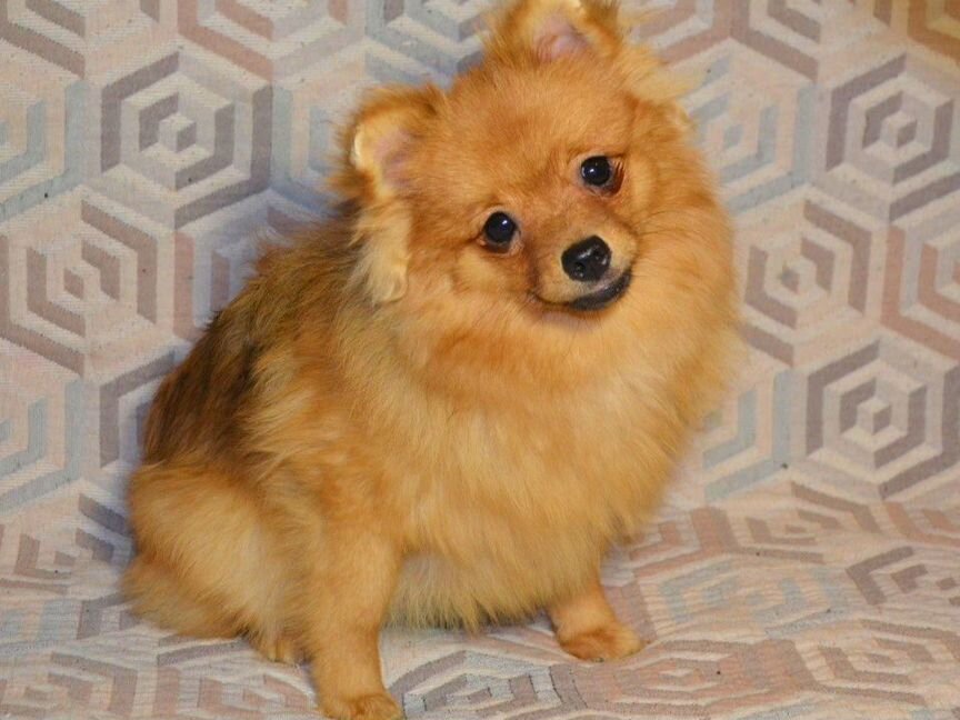 Солнечная девочка