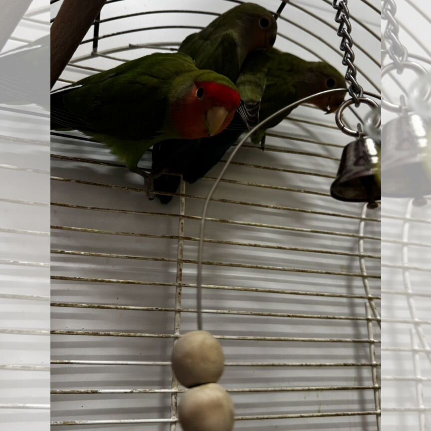 Попугай неразлучник