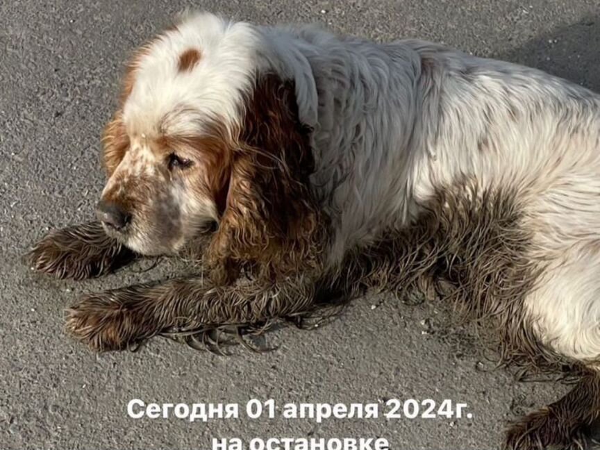 Русский охотничий спаниель