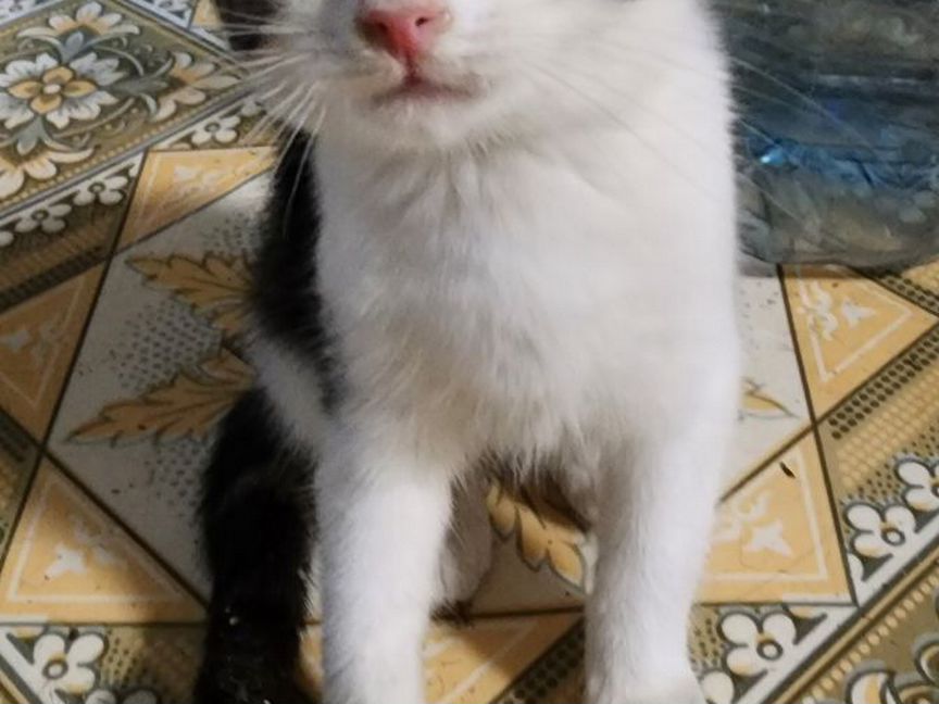 Одам котят бесплатно