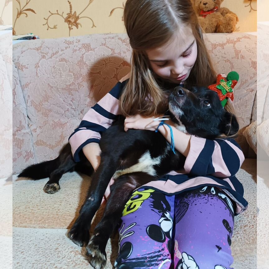 Взрослый пёс в добрые руки