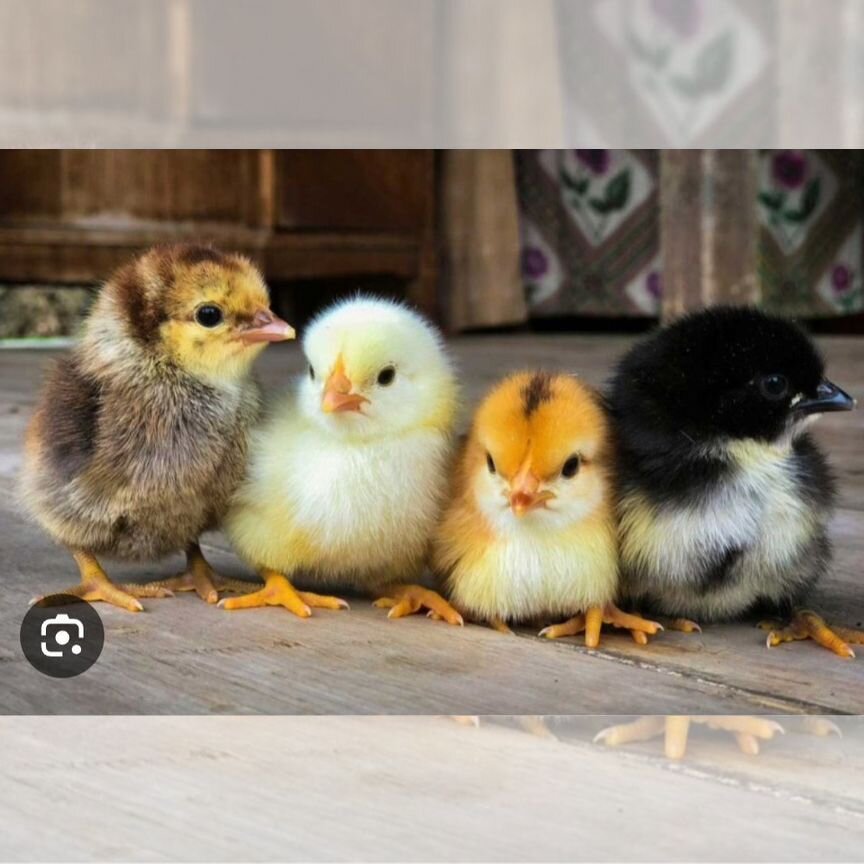 Цыплята несушки