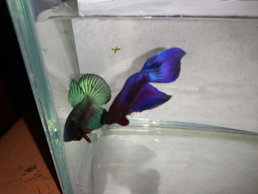 Рыбки петушки