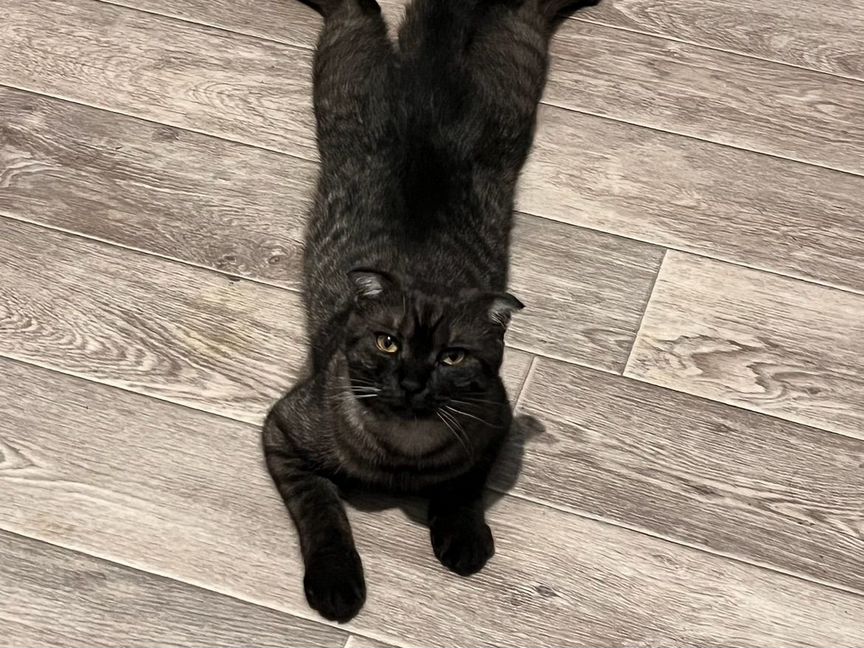 Шотланская кошка вязка