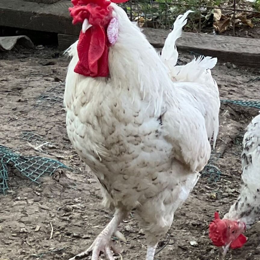 Пушкинская порода кур