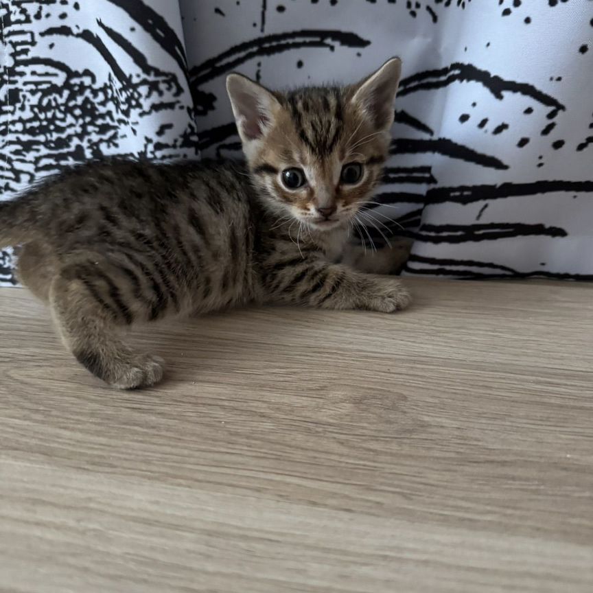 Котята