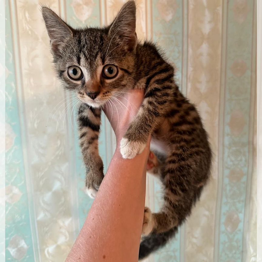 Ласковый и игривый котенок ищет дом